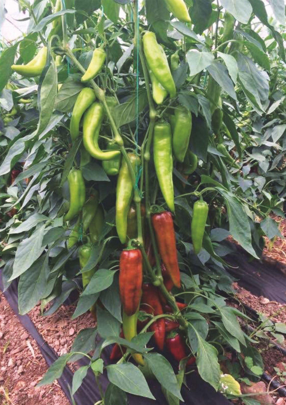 A-Z-21 BOLVEREN F1 KAPYA BİBER – A-Z TOHUM TARIM ÜRÜNLERİ