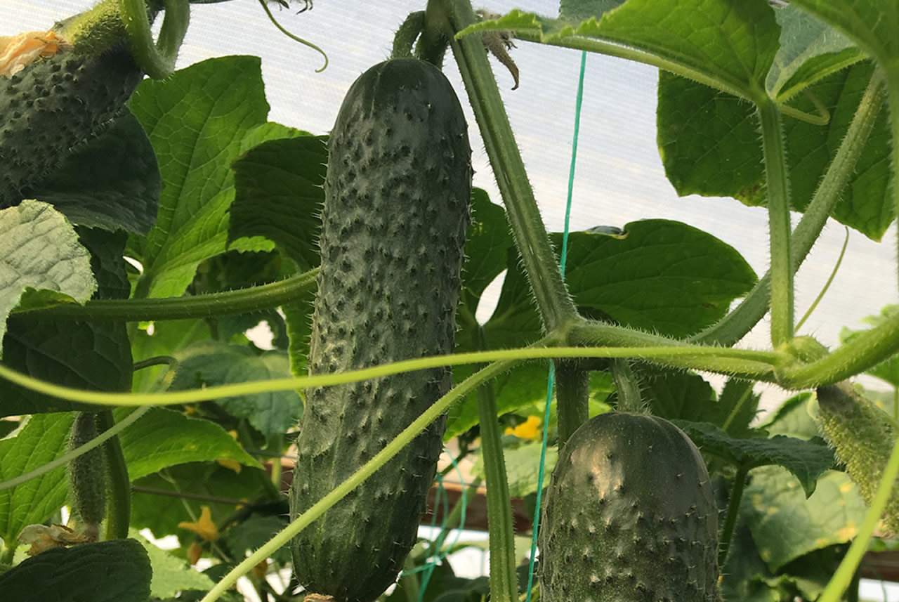 HIYAR – A-Z TOHUM TARIM ÜRÜNLERİ