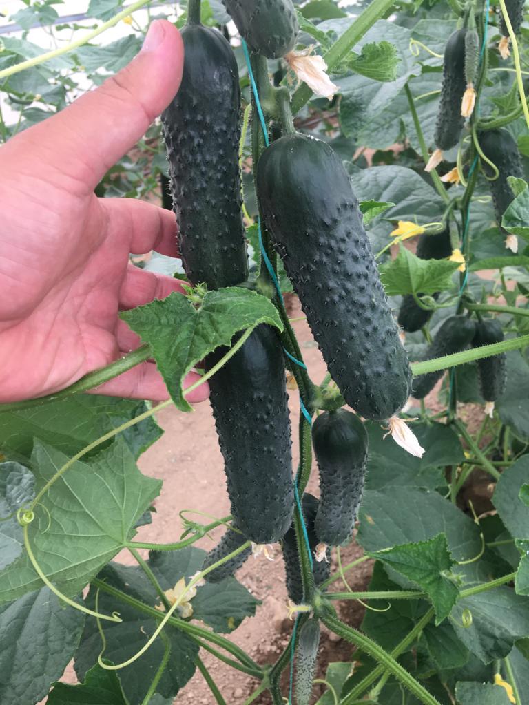 A-Z-85 F1 Dikenli Hıyar – A-Z TOHUM TARIM ÜRÜNLERİ